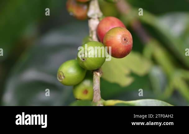 Coffee hacienda in wild terrain growing for gathering organic beans ...