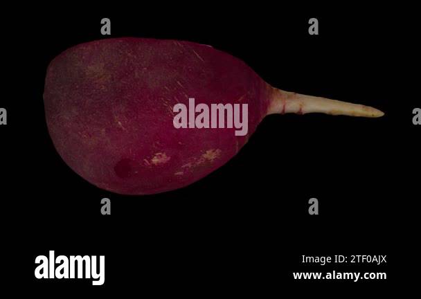 Realistic render of a rolling half Red Radish on black background. The ...