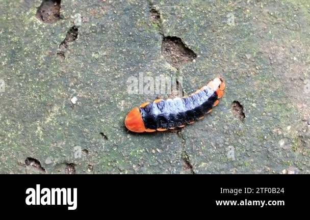 Giant firefly, Lamprigera sp. in rainforest habitat, Thailand.also ...