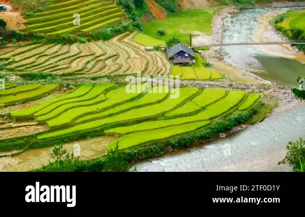 Rice Field Green agriculture ecosystem Asian rice paddy field Vietnam ...