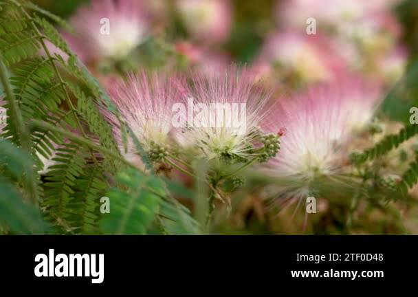 Pink fluffy flower of a blooming Persian silk tree close-up. Albizia ...