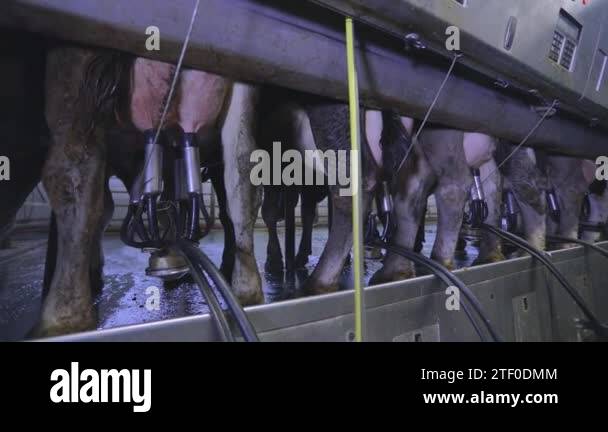 Automatic milking of cows. The process of milking cows on a dairy farm. Automated milking of ...