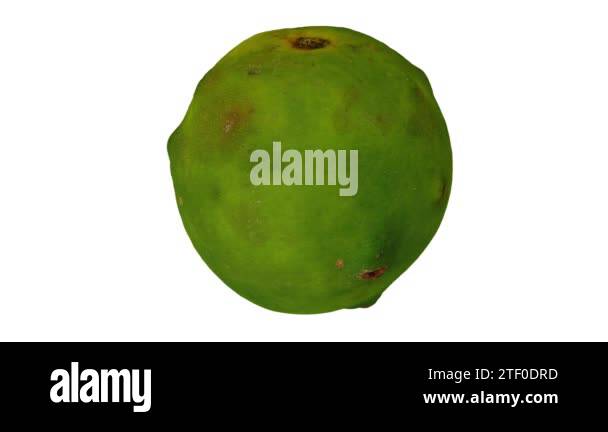 Realistic render of a spinning Native Philippine Orange on white ...