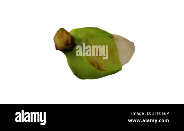 Realistic render of a rotating partially peeled Cooking Banana (Saba ...