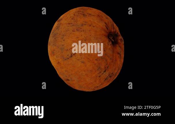 Realistic render of a rotating Santol (Cotton Fruit) on transparent ...