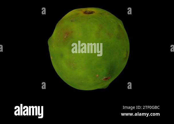 Realistic render of a spinning Native Philippine Orange on black ...