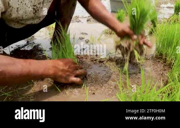 Traditional rice planting Stock Videos & Footage - HD and 4K Video ...