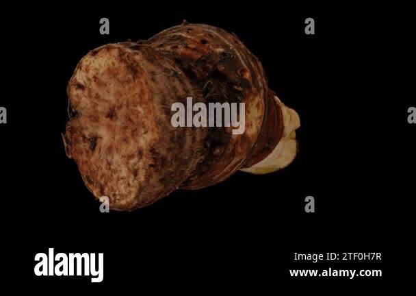 Realistic render of a spinning Taro (Gabi) Root on transparent ...