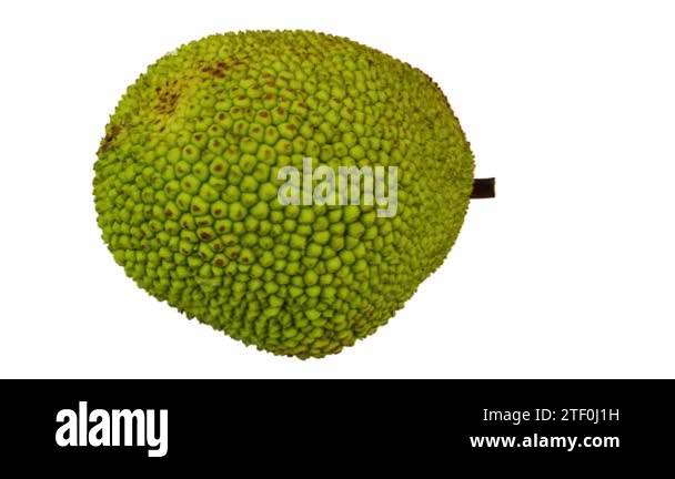Realistic render of a spinning Jackfruit on white background. The video ...