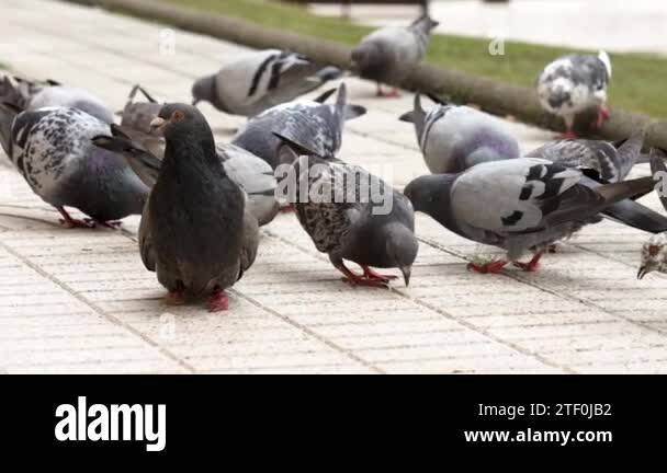 Gray disabled lame common pigeon in a crowd of eating birds on the ...