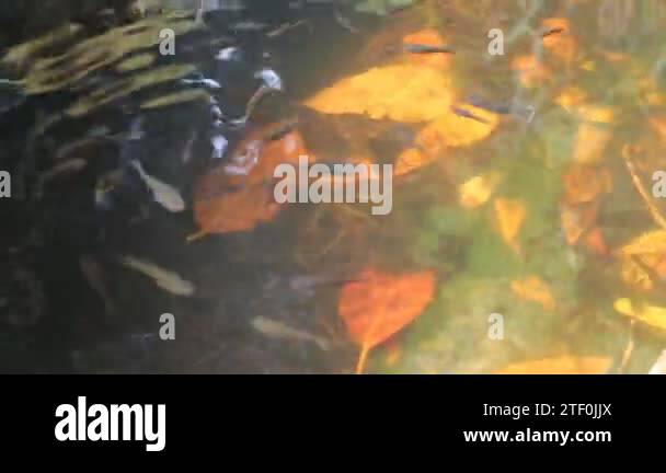 Swamp small fish in Stock Videos & Footage - HD and 4K Video Clips - Alamy