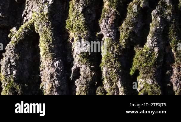 Structure of bark of a tree Stock Videos & Footage - HD and 4K Video ...