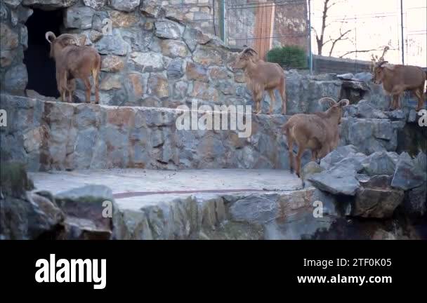 1 a group of goats with large horns and a long mane stand on the rocks ...