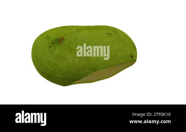 Realistic render of a rotating cut Green (Unripe) Ivory Mango on white ...