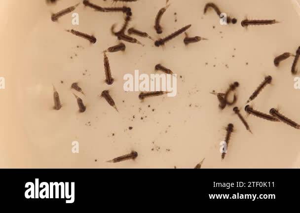 Mosquito larvae, above view. larvae hang upside down from surface of ...