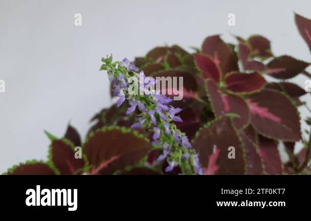 Coleus flower in garden. Coleusis a genus of annual or perennial herbs ...