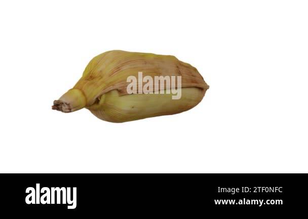 Realistic render of a spinning Unpeeled Corn (Maize) on the Cob in the ...
