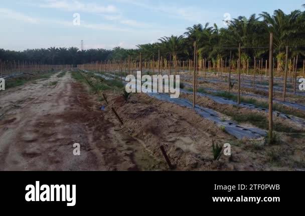 bamboo poles tied with fine metal wire string for creeping vine plant ...