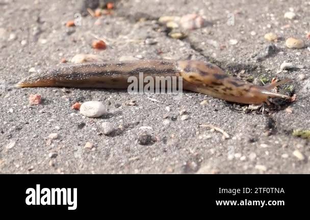 A great slug (lat. Limax maximus) crawls along the paths in the garden ...