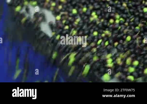 Process of production extra virgin olive Stock Video Footage - Alamy