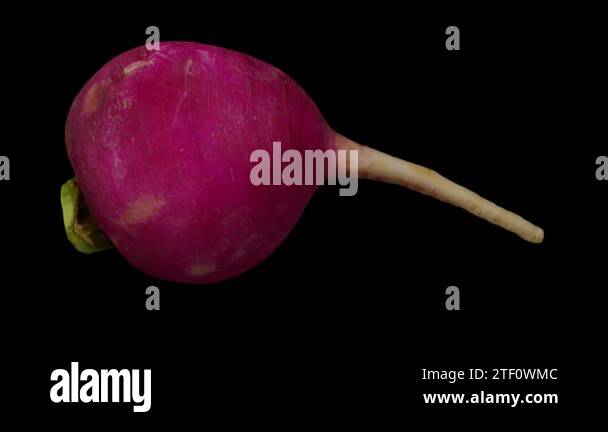 Realistic render of a rolling Red Radish on black background. The video ...