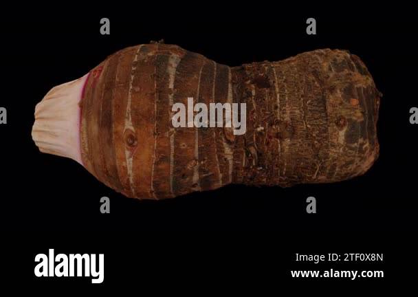 Realistic render of a rolling Taro (Gabi) Root on transparent ...