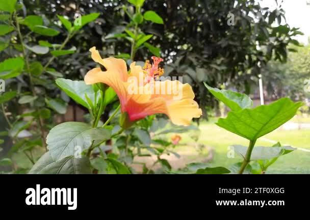 Hibiscus flower in plant. Hibiscusis a genus offlowering plantsin ...