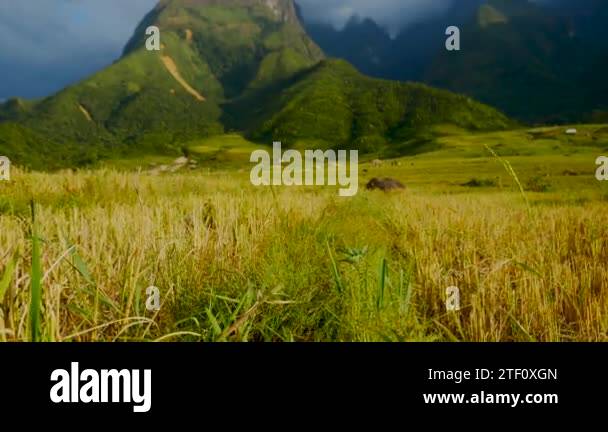 Asian golden rice paddy field vietnam green farm. Harvest agriculture ...