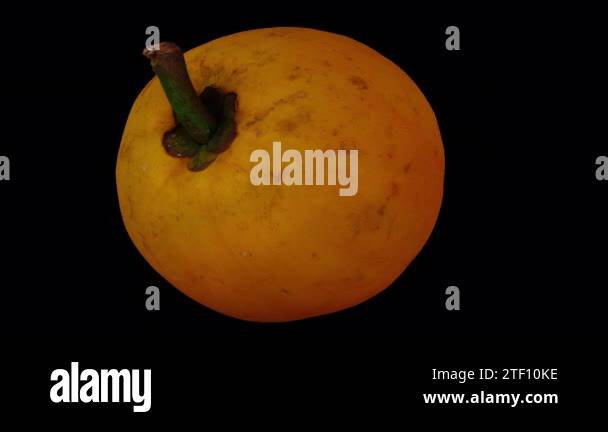 Realistic render of a spinning Canistel (Eggfruit, Tisa) on transparent ...