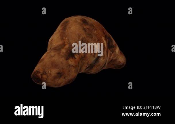 Realistic render of a rotating Yacon Root on transparent background ...