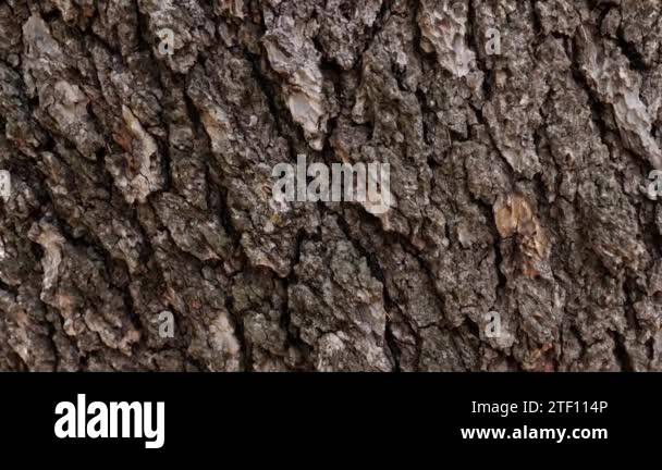 Beautiful tall Atlas cedar tree in the forest, Azrou, Morocco. Wood of ...