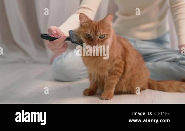 The girl caresses, caresses and combs a red cat, caring for long hair ...