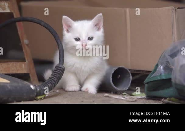Shivering cat Stock Videos & Footage - HD and 4K Video Clips - Alamy