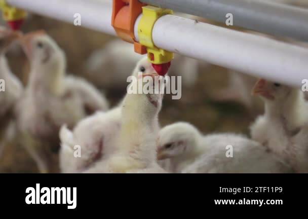 Chickens are drinking water in close farm, temperature and light ...