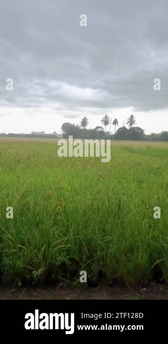 Rain at a rice field during monsoon season, Beautiful green paddy field ...