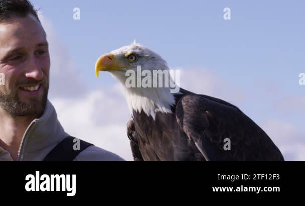 Bald eagle head smiling Stock Videos & Footage - HD and 4K Video Clips ...
