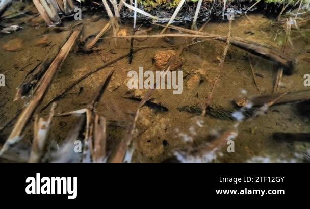 Newt tadpoles pond Stock Videos & Footage - HD and 4K Video Clips - Alamy