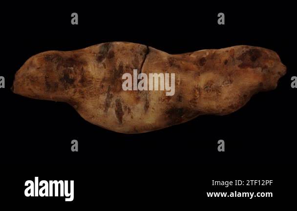 Realistic render of a rolling Yacon Root on transparent background ...
