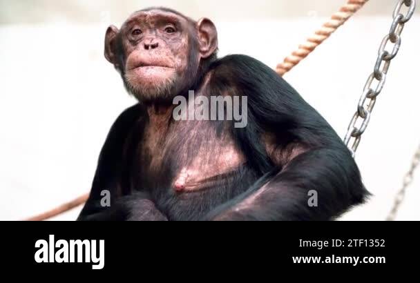 Female chimpanzee Stock Videos & Footage - HD and 4K Video Clips - Alamy