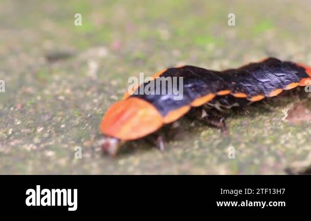 Giant firefly, Lamprigera sp. in rainforest habitat, Thailand.also ...