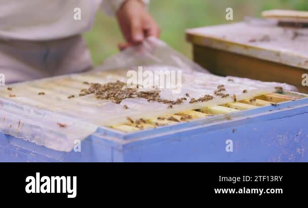 Closeup hive without the lid, focused bees roaming the piece of a ...