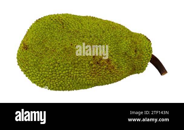 Realistic render of a rolling Jackfruit on white background. The video ...