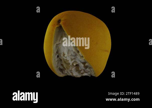 Realistic render of a rolling partially peeled Pomelo (Pummelo) on ...