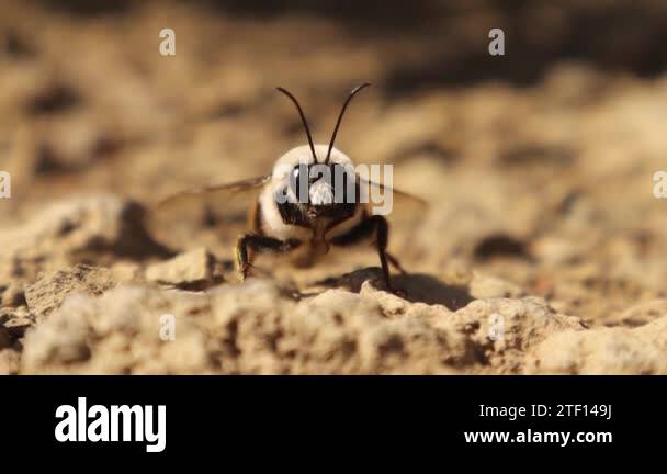 Red tailed black bumblebee Stock Videos & Footage - HD and 4K Video ...