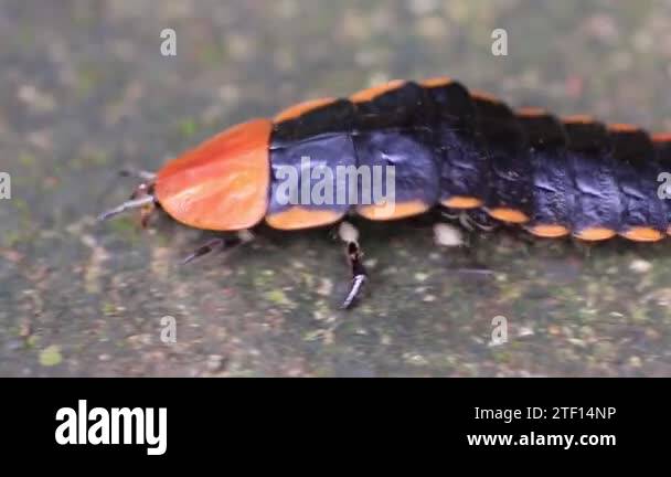 Giant firefly, Lamprigera sp. in rainforest habitat, Thailand.also ...