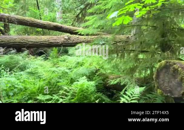 MacMillan Provincial Park Seven Wonders of Canada Vancouver island ...