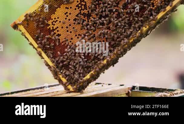 Closeup beehive frame with a lot of bees, honeycombs, wax, propolis ...