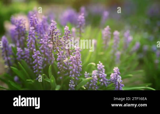 Magic sun rays in the forest in spring Stock Videos & Footage - HD and ...