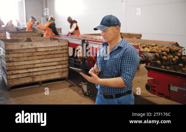potato harvesting. sorting potatoes. farmer inspects quality of potato ...