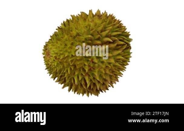Realistic render of a rotating Durian fruit on white background. The ...